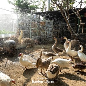 เล้าไก่ไข่ สารพัดสัตว์ปีก เป็ด ไก่ ห่าน หมู เลี้ยงรวมกันได้ที่ Prem Farm