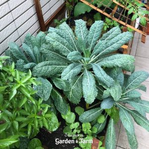 ปลูกผักบนระเบียง ที่ไต้หวัน แปลงผักทำเองจากระเบียงห้องนอน - บ้านและสวน