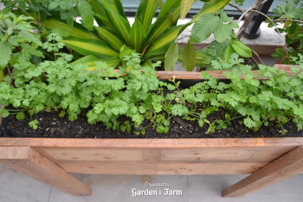 ปลูกผักบนระเบียง ที่ไต้หวัน แปลงผักทำเองจากระเบียงห้องนอน - บ้านและสวน