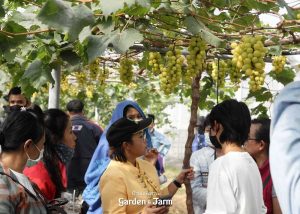 องุ่นไซมัสคัส องุ่นไชน์มัทแคท ปลูกในเมืองไทยก็ได้นะ - บ้านและสวน