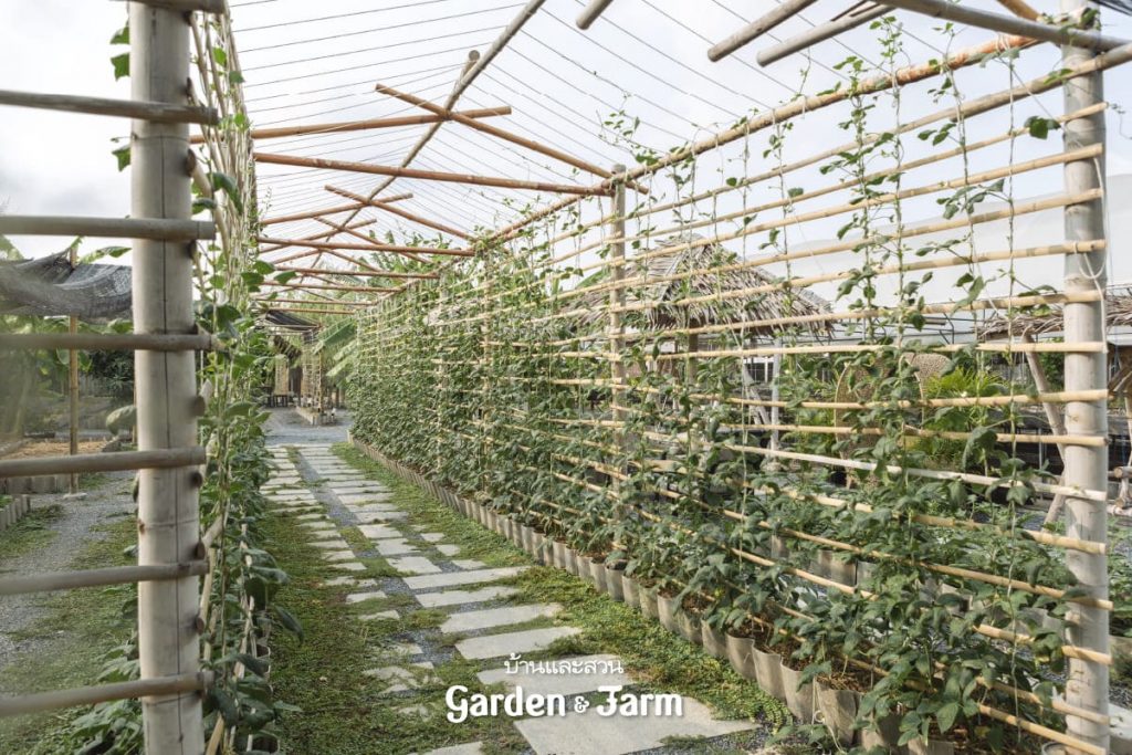 All Weather Farm เก็บไข่ไก่ ชมแปลงผัก เล่นกับสัตว์ - บ้านและสวน