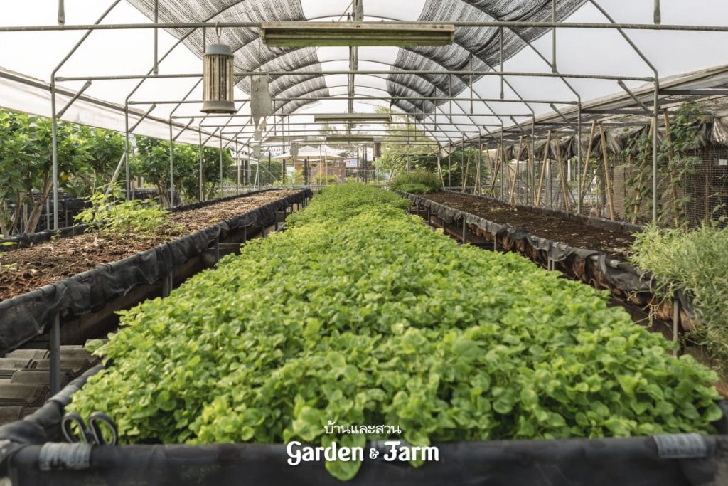 All Weather Farm เก็บไข่ไก่ ชมแปลงผัก เล่นกับสัตว์ - บ้านและสวน