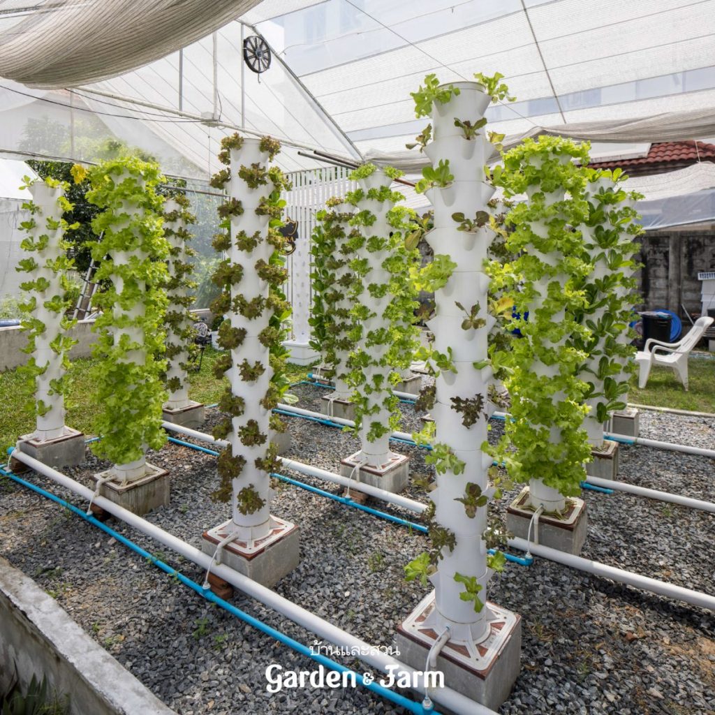 ปลูกผักแนวตั้ง Hoka Farm เพื่อตอบโจทย์คนเมืองที่มีพื้นที่น้อย - บ้านและสวน