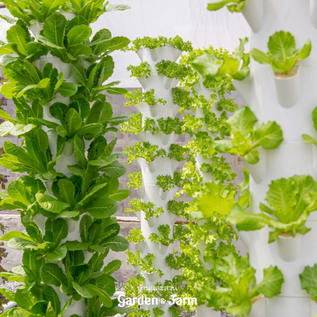 ปลูกผักแนวตั้ง Hoka Farm เพื่อตอบโจทย์คนเมืองที่มีพื้นที่น้อย - บ้านและสวน