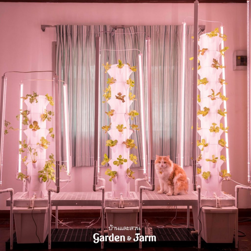 ปลูกผักแนวตั้ง Hoka Farm เพื่อตอบโจทย์คนเมืองที่มีพื้นที่น้อย - บ้านและสวน