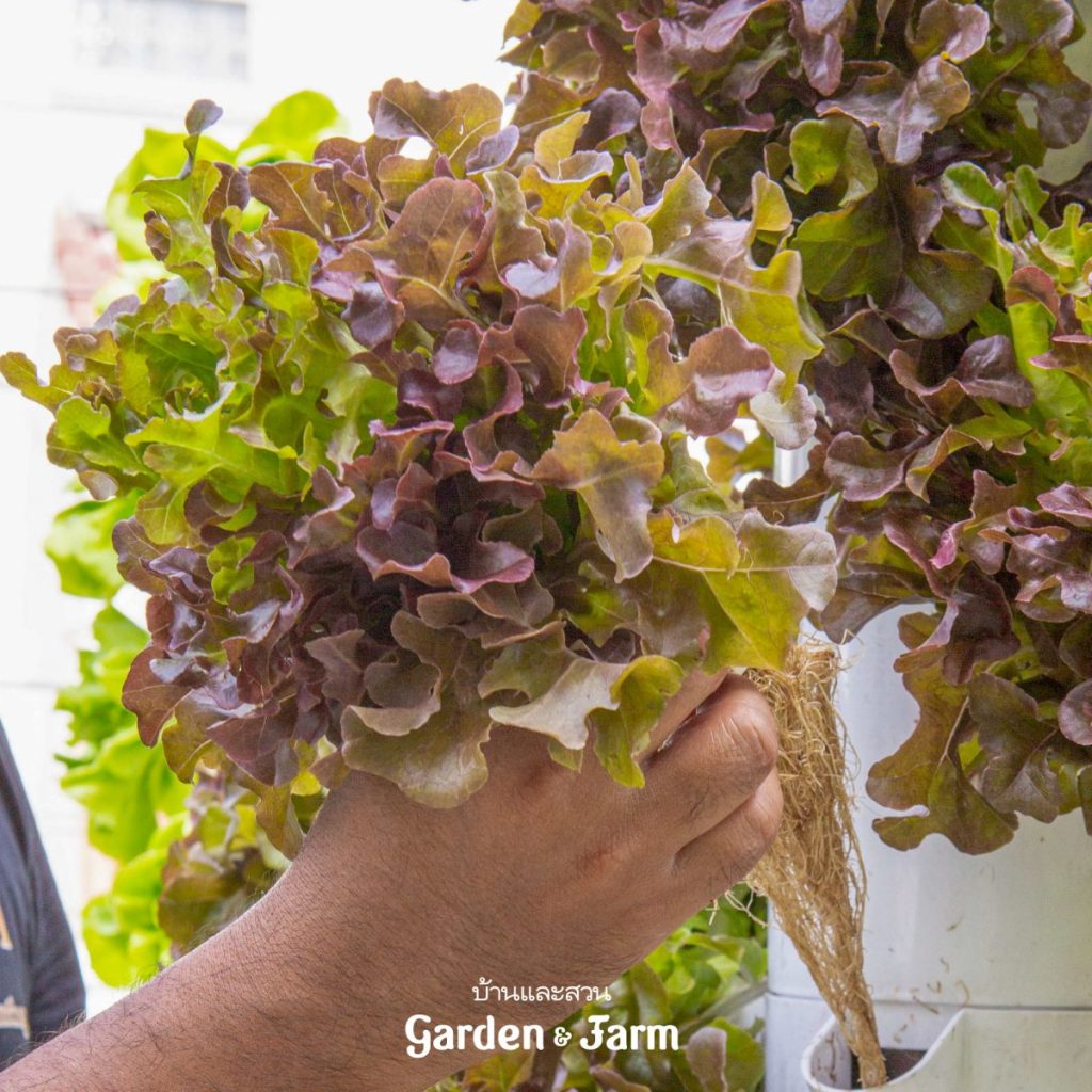 ปลูกผักแนวตั้ง Hoka Farm เพื่อตอบโจทย์คนเมืองที่มีพื้นที่น้อย - บ้านและสวน