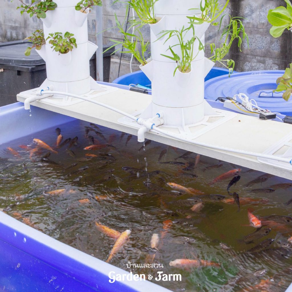 ปลูกผักแนวตั้ง Hoka Farm เพื่อตอบโจทย์คนเมืองที่มีพื้นที่น้อย - บ้านและสวน