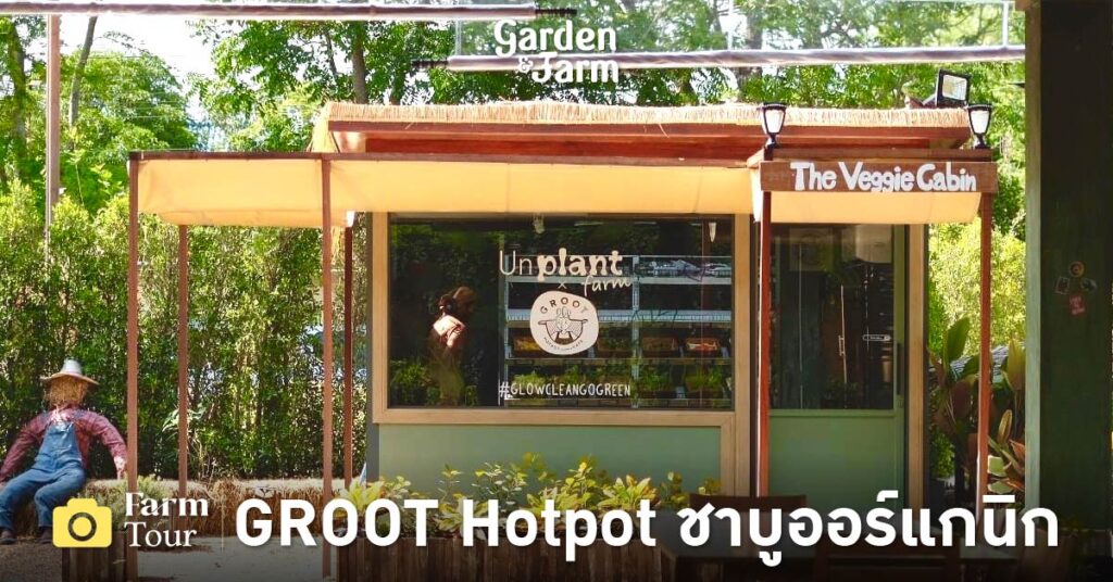 Groot Hotpot ชาบูหม้อไฟที่ปลอดภัย ด้วยผักออร์แกนิกที่ปลูกเอง - บ้านและสวน