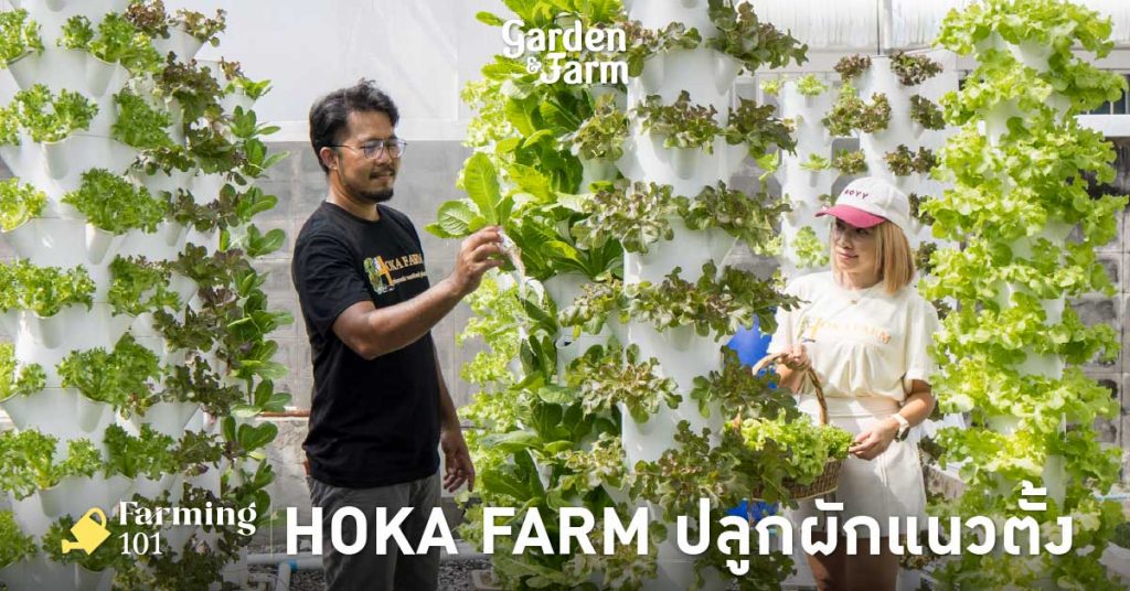 ปลูกผักแนวตั้ง Hoka Farm เพื่อตอบโจทย์คนเมืองที่มีพื้นที่น้อย - บ้านและสวน