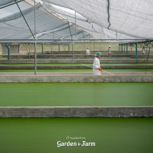 ไข่ผำ ผำ ไข่น้ำ ไปรู้จัก ฟาร์มไข่ผำ ที่ได้มาตรฐาน - บ้านและสวน