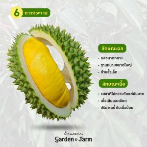 สายพันธุ์ทุเรียน พื้นบ้าน ทั้ง 10 ที่หากินได้ยาก อีกทั้งยังอร่อย - บ้าน ...