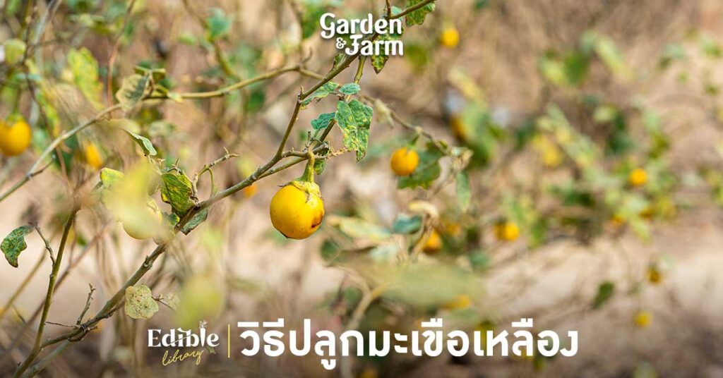 วิธีปลูกมะเขือเหลือง มะเขือขื่น มะเขือคำ เขือเพา เขือหิน - บ้านและสวน