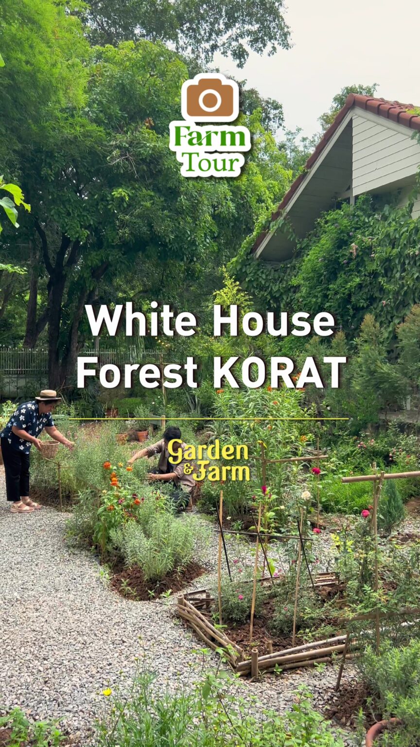 White House Forest KORAT - Garden & Farm