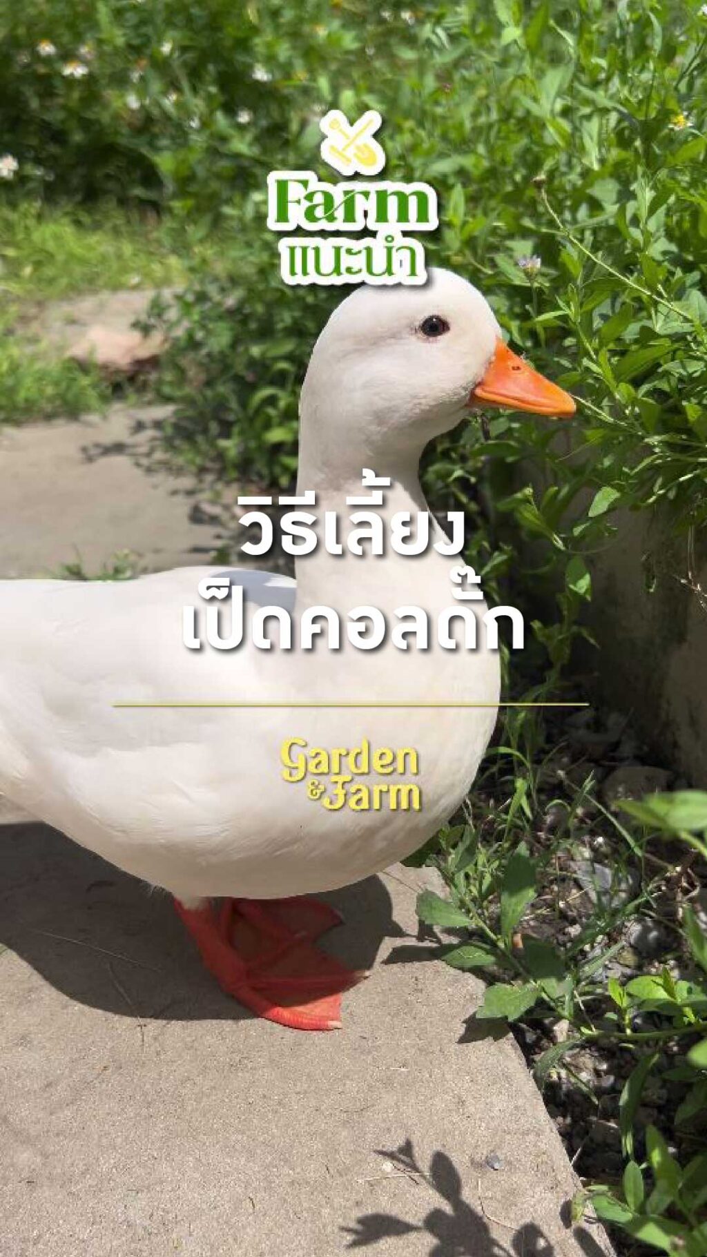 วิธีเลี้ยงเป็ดคอลดั๊ก - บ้านและสวน Garden&Farm