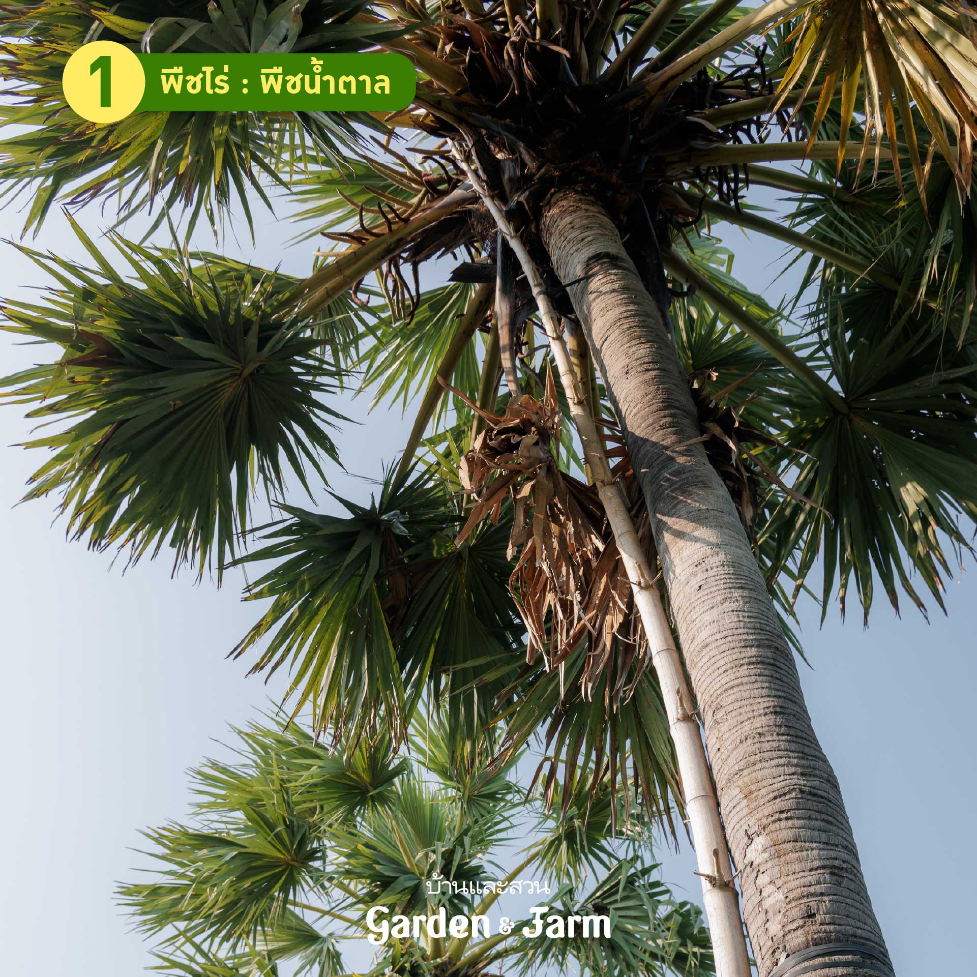 พืชไร่ พืชสวน ต่างกันอย่างไร? - บ้านและสวน Garden&Farm