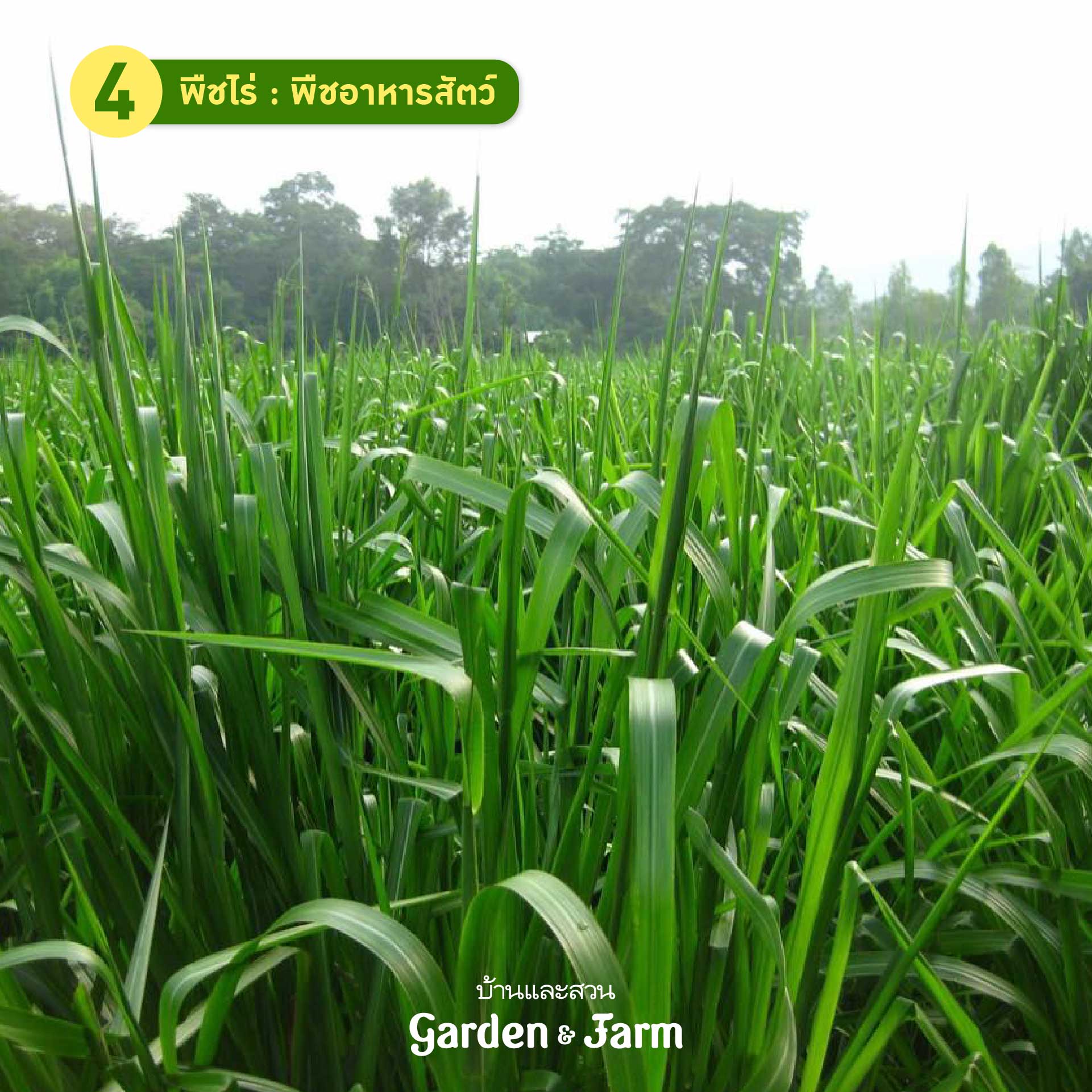 พืชไร่ พืชสวน ต่างกันอย่างไร? - บ้านและสวน Garden&Farm