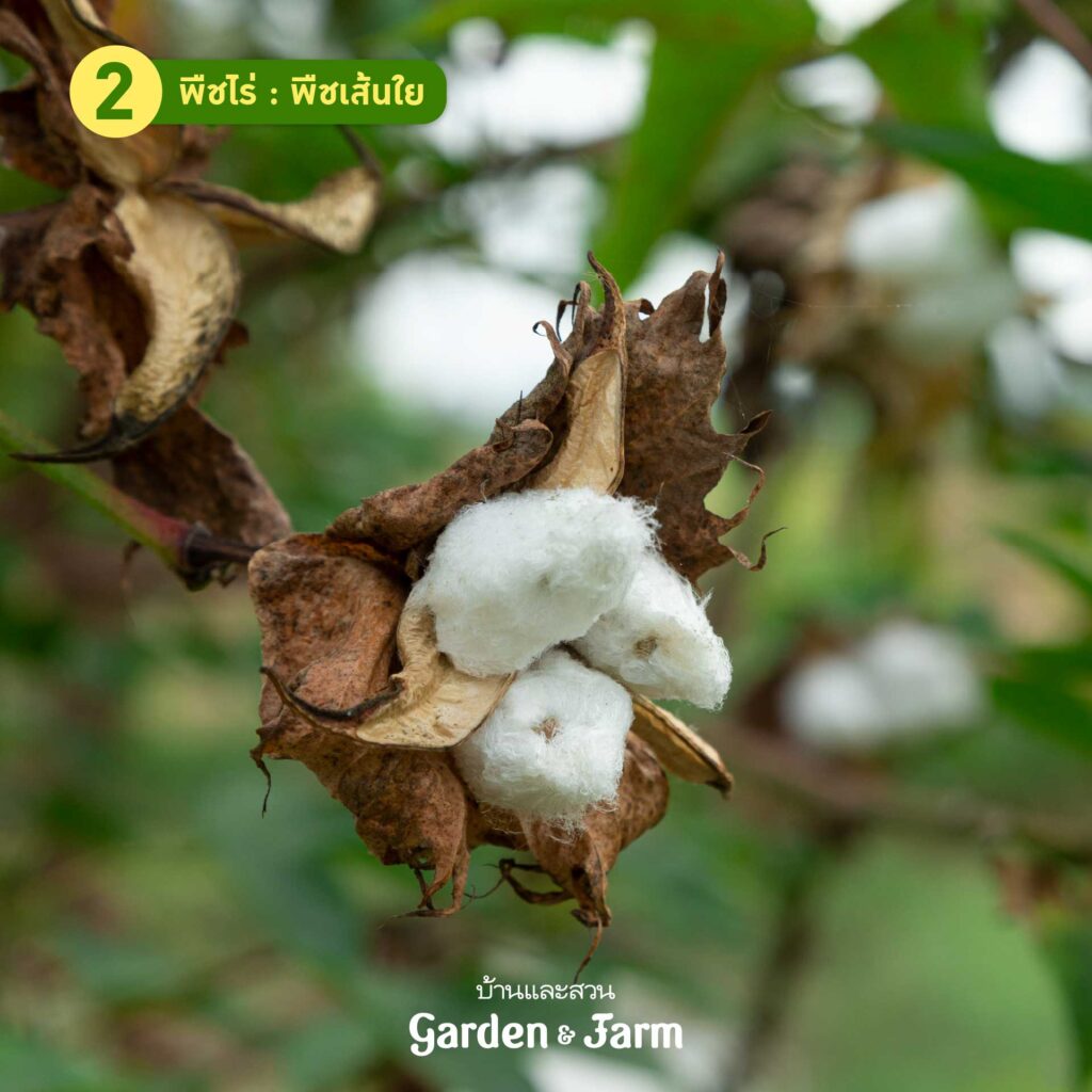 พืชไร่ พืชสวน ต่างกันอย่างไร? - บ้านและสวน Garden&Farm