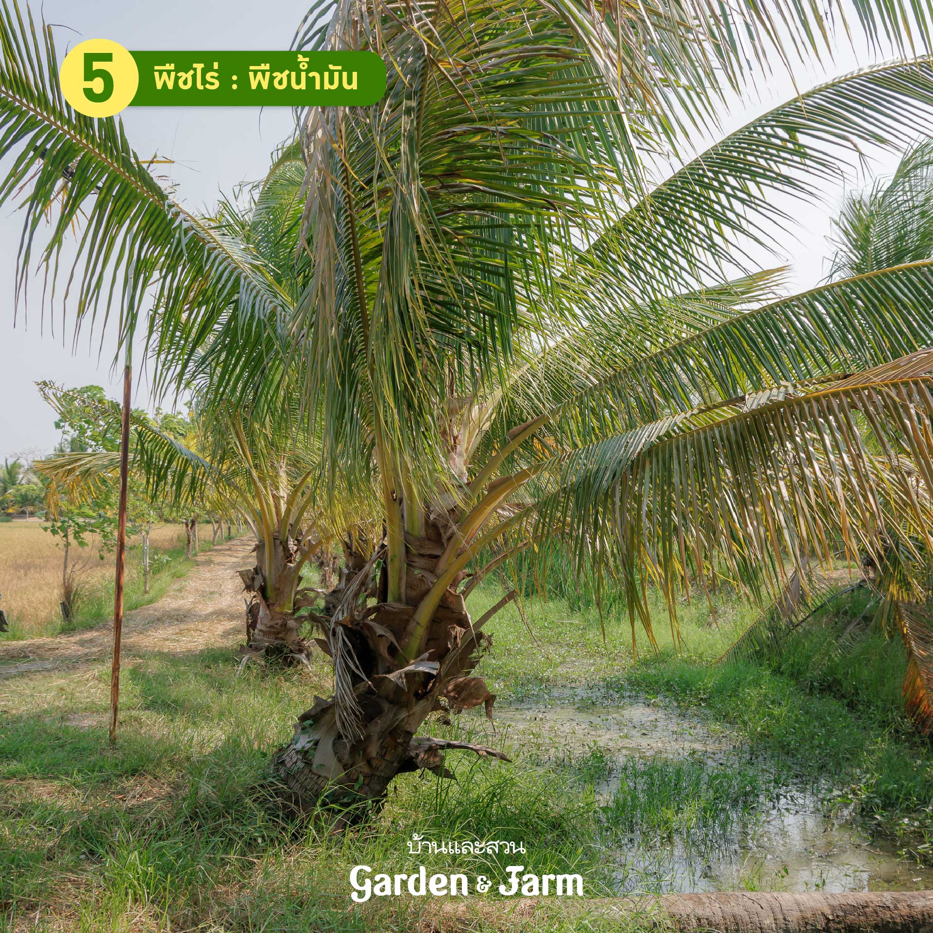 พืชไร่ พืชสวน ต่างกันอย่างไร? - บ้านและสวน Garden&Farm