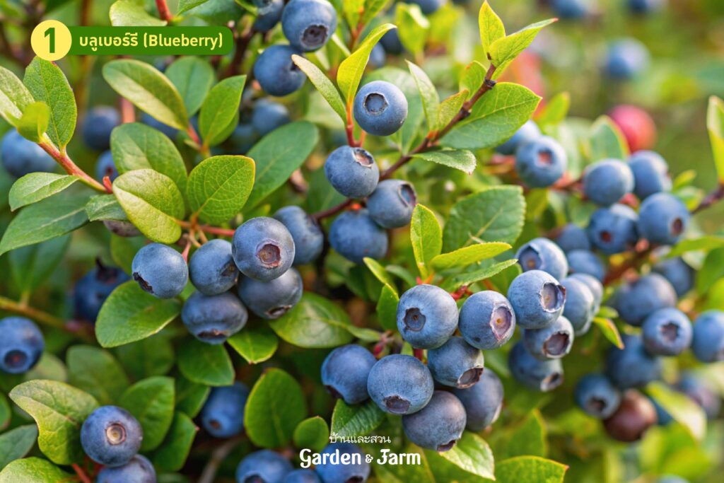 ผลไม้ตระกูลเบอร์รี่ 7 ชนิด ที่ปลูกได้ในไทย - บ้านและสวน Garden&Farm