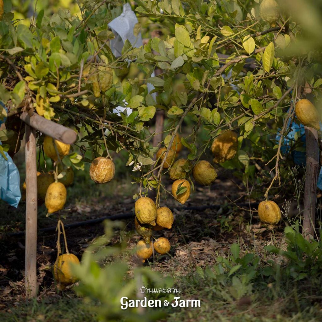 สวนเพ็ชร ฐกฤต มายด์ ฑาริกา The Florimel ชัยนาท - บ้านและสวน