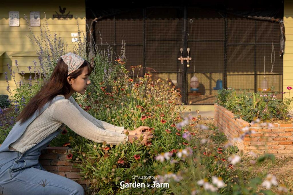 สวนเพ็ชร ฐกฤต มายด์ ฑาริกา The Florimel ชัยนาท - บ้านและสวน