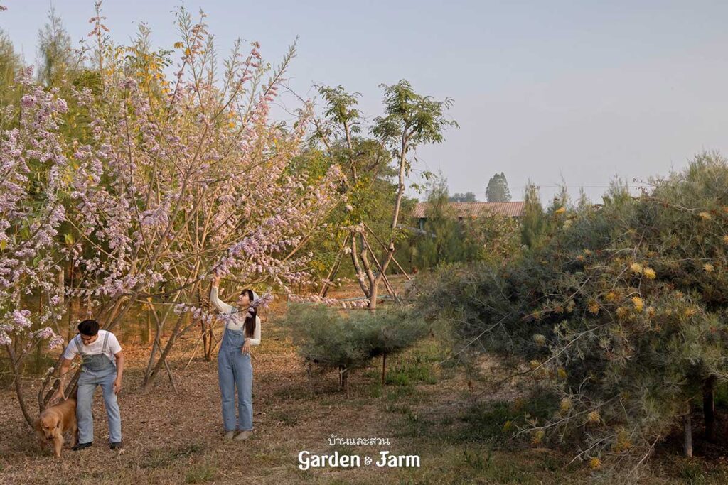สวนเพ็ชร ฐกฤต มายด์ ฑาริกา The Florimel ชัยนาท - บ้านและสวน
