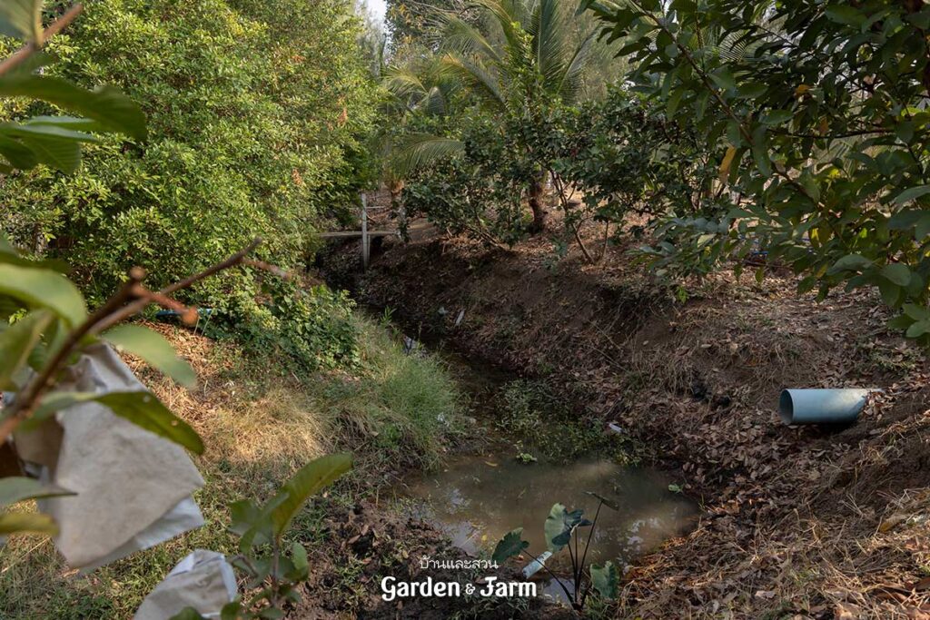 สวนเพ็ชร ฐกฤต มายด์ ฑาริกา The Florimel ชัยนาท - บ้านและสวน