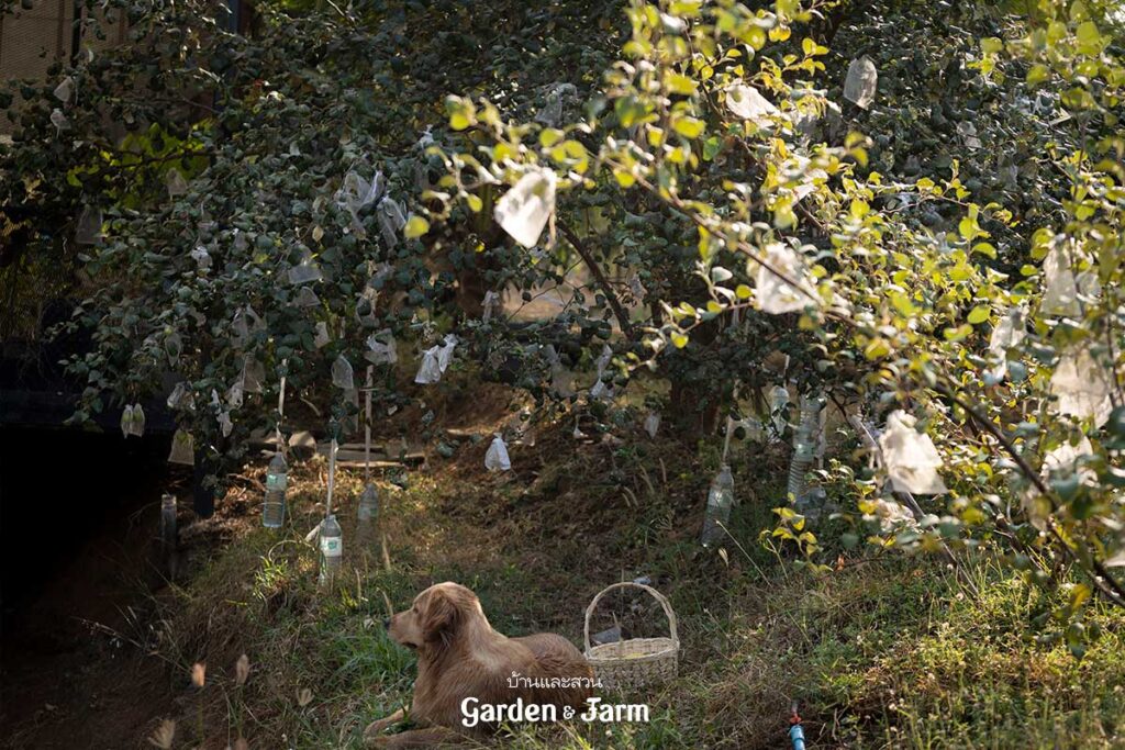 สวนเพ็ชร ฐกฤต มายด์ ฑาริกา The Florimel ชัยนาท - บ้านและสวน