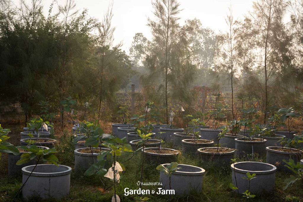 สวนเพ็ชร ฐกฤต มายด์ ฑาริกา The Florimel ชัยนาท - บ้านและสวน