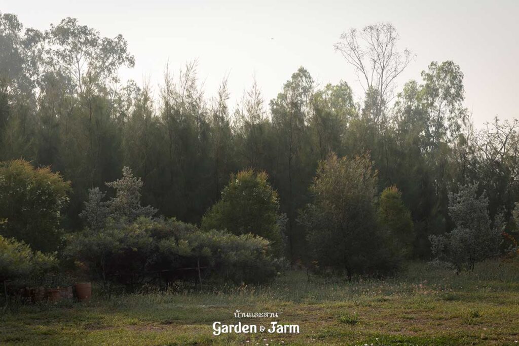 สวนเพ็ชร ฐกฤต มายด์ ฑาริกา The Florimel ชัยนาท - บ้านและสวน