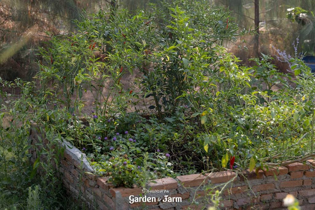 สวนเพ็ชร ฐกฤต มายด์ ฑาริกา The Florimel ชัยนาท - บ้านและสวน