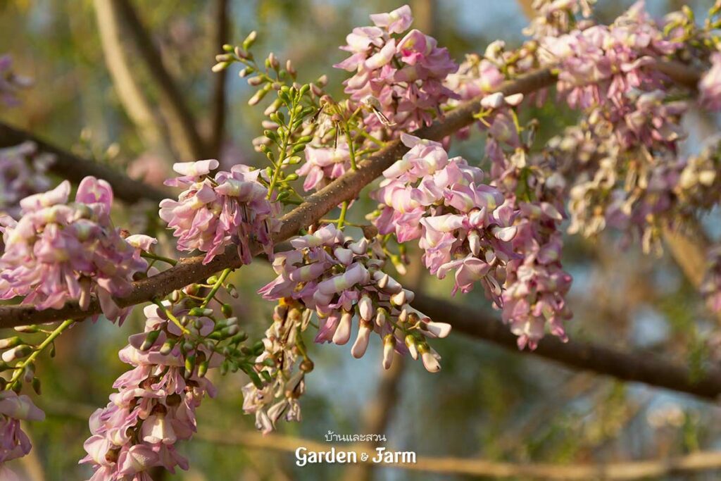 สวนเพ็ชร ฐกฤต มายด์ ฑาริกา The Florimel ชัยนาท - บ้านและสวน