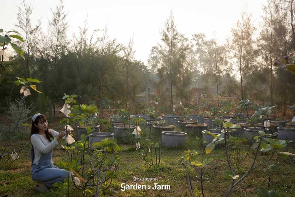 สวนเพ็ชร ฐกฤต มายด์ ฑาริกา The Florimel ชัยนาท - บ้านและสวน