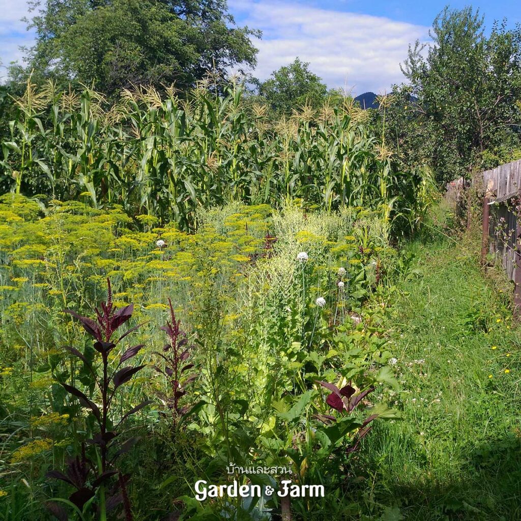 ป่าอาหาร Food Forest สวนที่เลี้ยงคนและโลกได้พร้อมกัน - บ้านและสวน